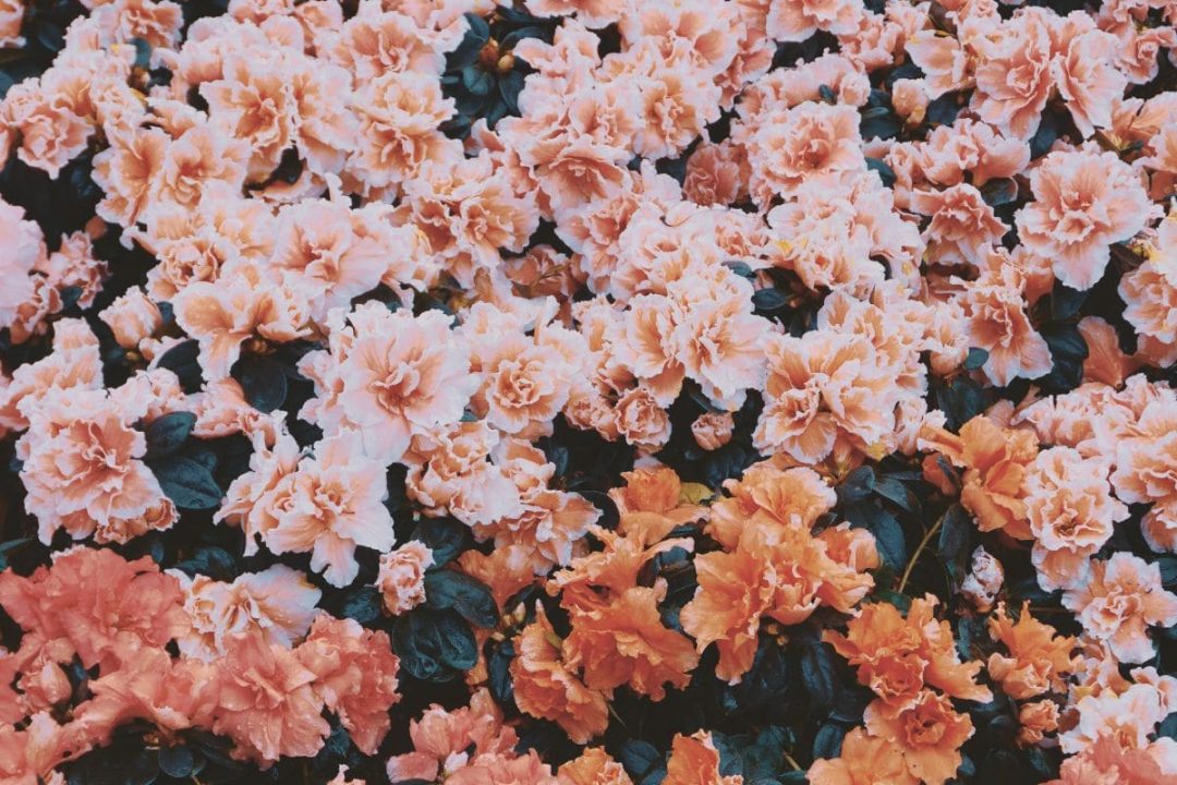 Discover 9 Unique Types of Azaleas for a Thriving Woodland Garden ...