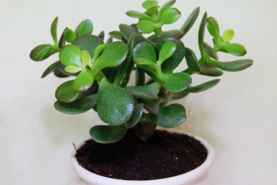 9 Popular Varieties of Jade Plants (Crassula)