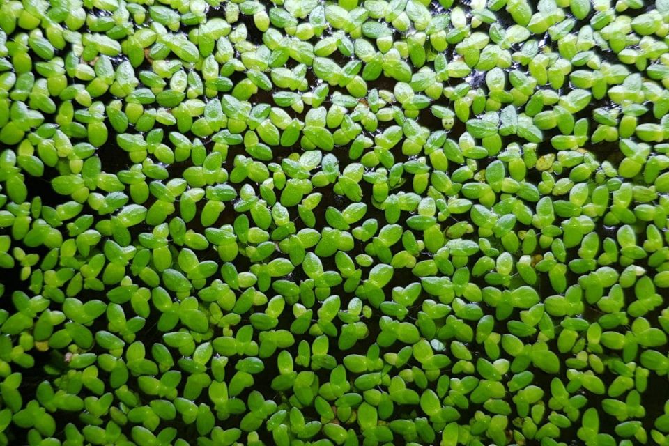 15 Underwater Plants Perfect for Your Water Garden