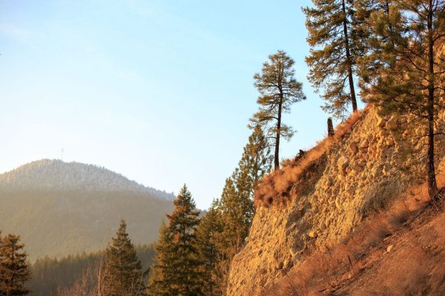 9 Most Wonderful Types Of Pine Trees In Wisconsin