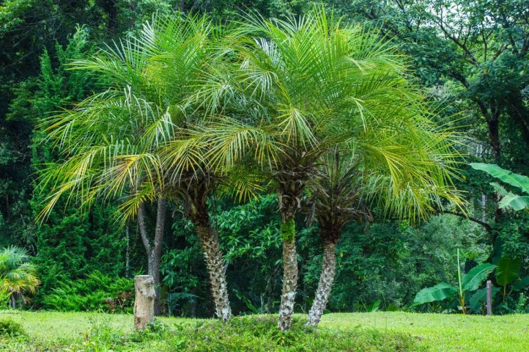 9 Sand Palm Types Of Palm Trees In California