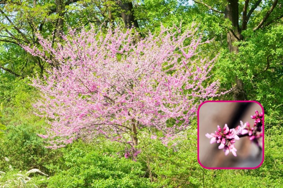 11 Stunning Flowering Trees Perfect for Texas Gardens