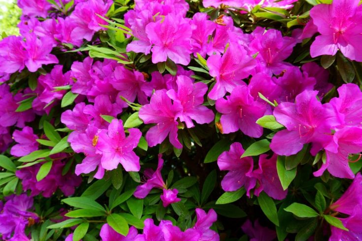 Types Of Azaleas: 9 Woody Shrubs For Your Woodland Garden - Plantisima