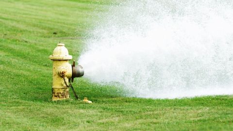 5 Ways On How To Flush Plants Without Overwatering - Plantisima