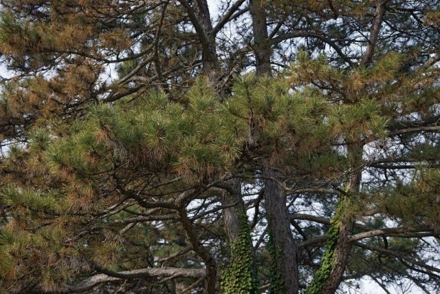 9 Most Wonderful Types Of Pine Trees In Wisconsin