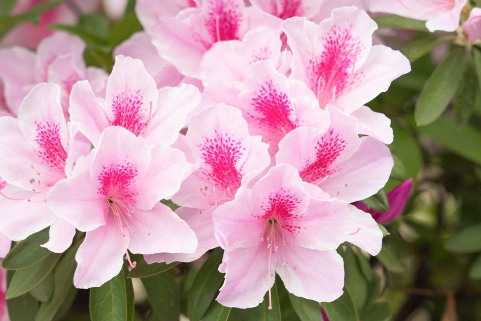 Types Of Azaleas: 9 Woody Shrubs For Your Woodland Garden - Plantisima