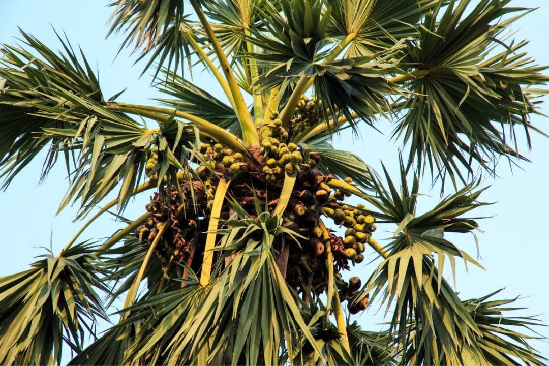 9 Sand Palm Types Of Palm Trees In California