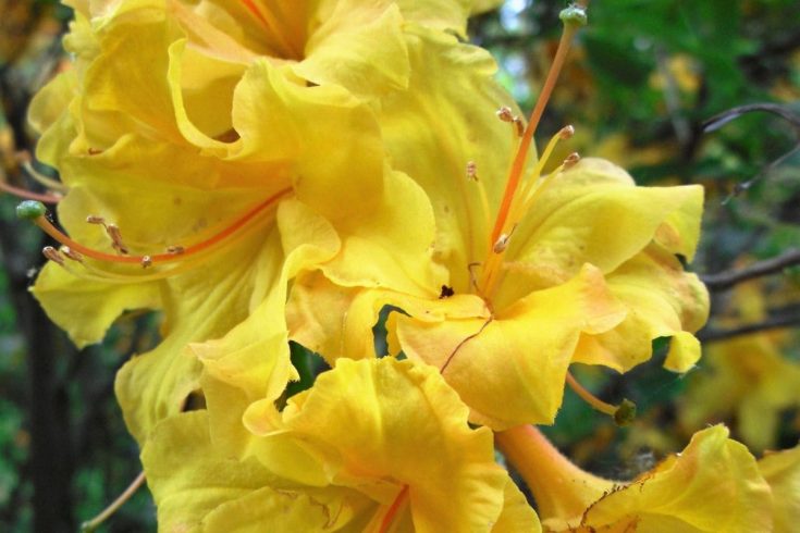 Discover 9 Unique Types of Azaleas for a Thriving Woodland Garden ...