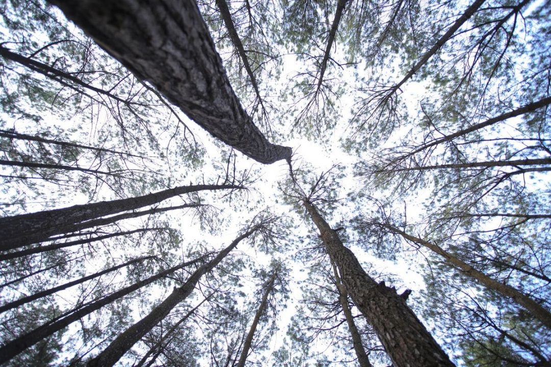 9 Most Wonderful Types Of Pine Trees In Wisconsin