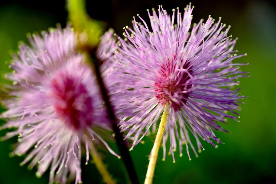 Tickle Me Plant: Care Guide For Mauve Flower Puffs