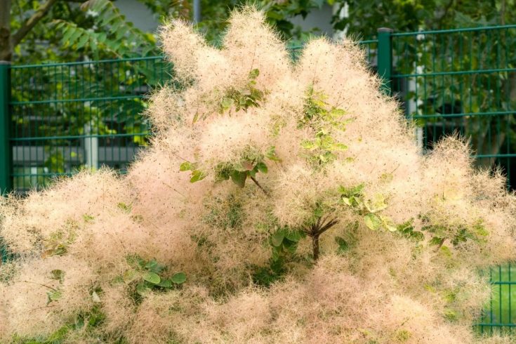 11 Stunning Flowering Trees Perfect for Texas Gardens