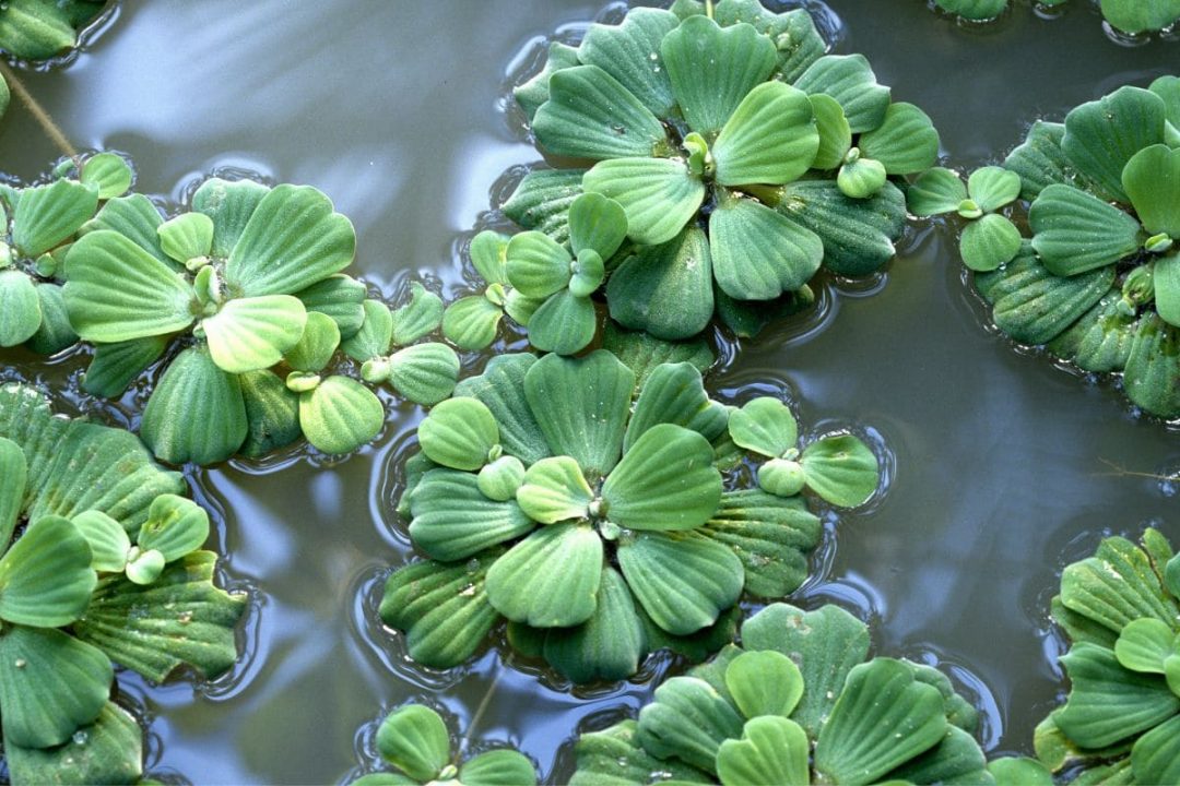 15 Underwater Plants Perfect for Your Water Garden