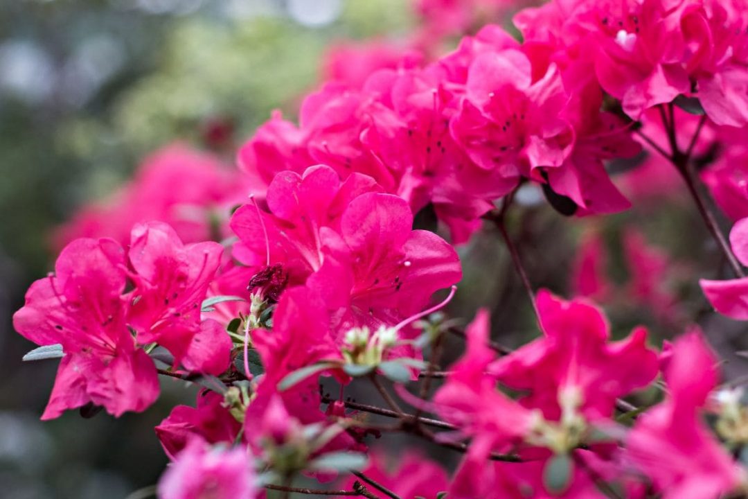 Types Of Azaleas: 9 Woody Shrubs For Your Woodland Garden - Plantisima