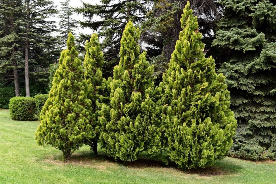 9 Most Wonderful Types Of Pine Trees In Wisconsin