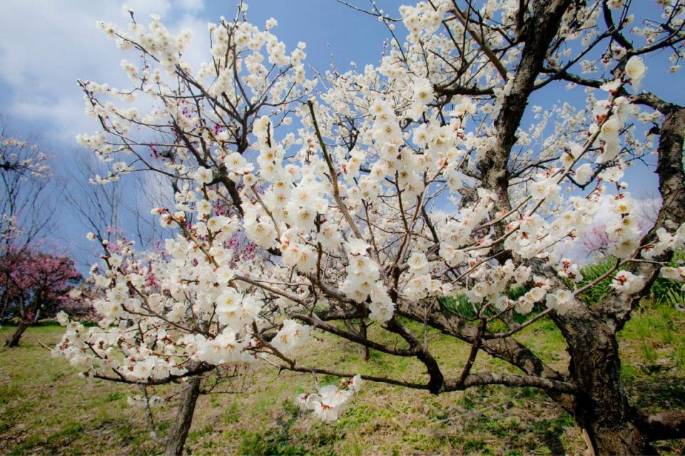 11 Stunning Flowering Trees Perfect for Texas Gardens