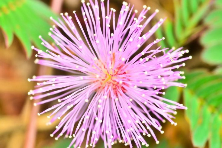 Tickle Me Plant: Care Guide For Mauve Flower Puffs