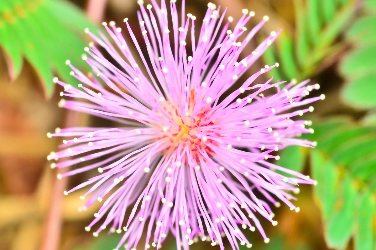 Tickle Me Plant: Care Guide For Mauve Flower Puffs