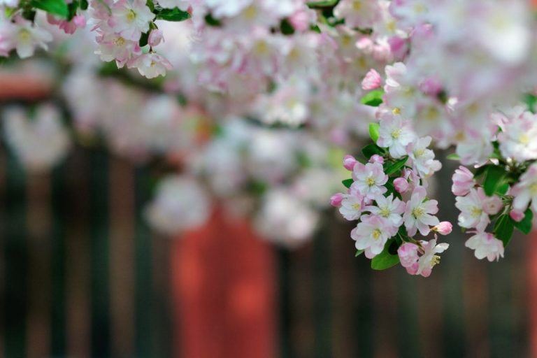 Spring Snow Crabapple: Dash Of Winter In Your Yard During Springtime ...