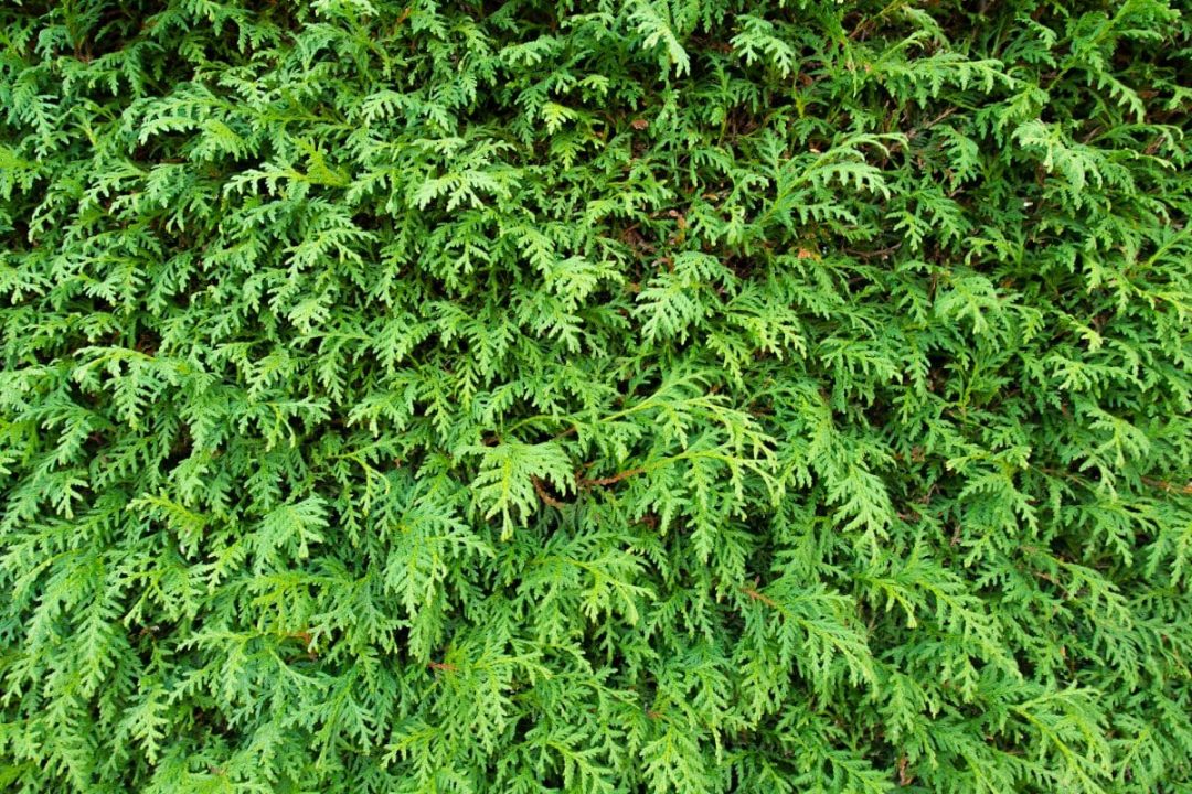 9 Most Wonderful Types Of Pine Trees In Wisconsin