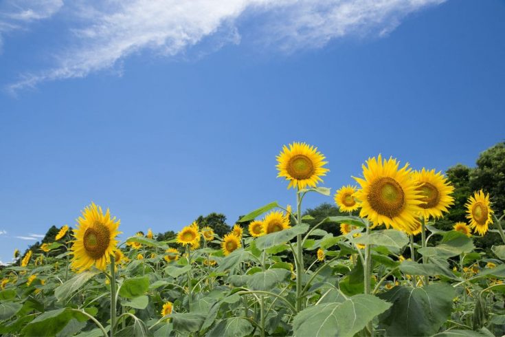 Japanese Flower Meanings: Language Of Japanese Gardens - Plantisima