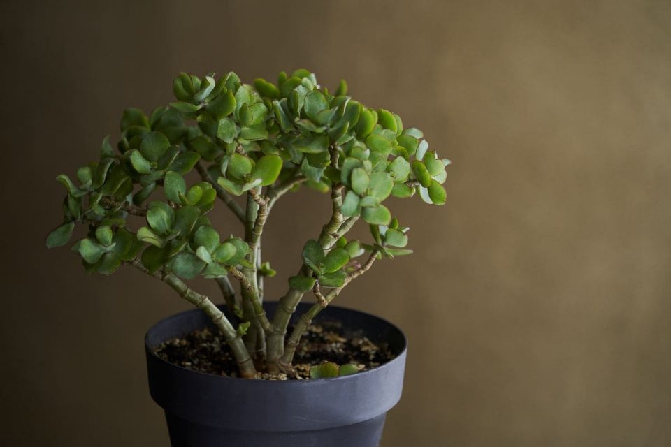 9 Popular Varieties of Jade Plants (Crassula)
