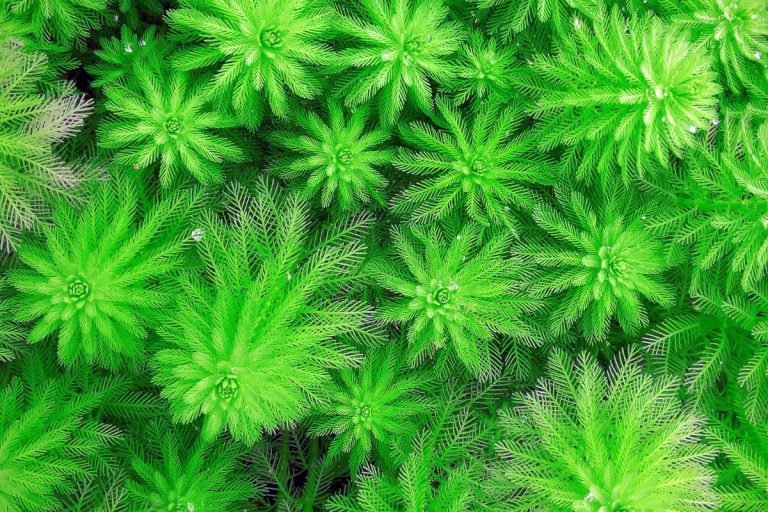 Underwater Flowers: 15 Aquatic Plants For Your Water Garden Indoors ...