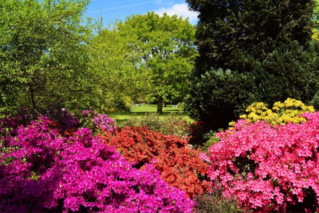 Types Of Azaleas: 9 Woody Shrubs For Your Woodland Garden - Plantisima