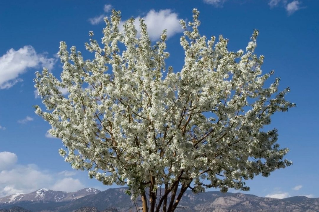 Spring Snow Crabapple: Dash Of Winter In Your Yard During Springtime ...