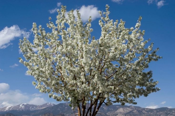 Spring Snow Crabapple: Dash Of Winter In Your Yard During Springtime ...