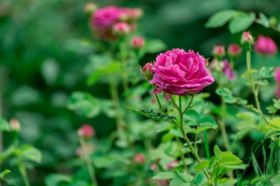 The Amazing Story Behind The National Flower Of Dominican Republic ...