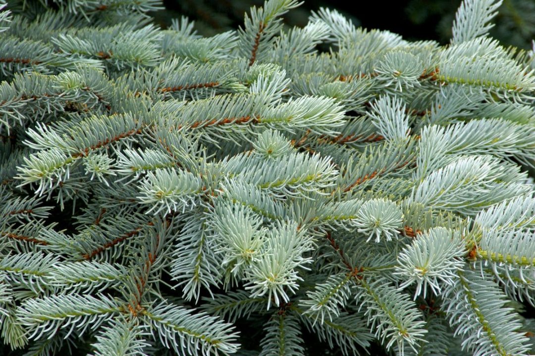 Transform Your Garden with the Stunning Weeping Blue Spruce - Here’s ...