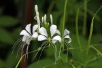 National Flower Of Cuba - Beautiful Butterfly Jasmine - Plantisima