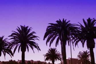 9 Sand Palm Types Of Palm Trees In California
