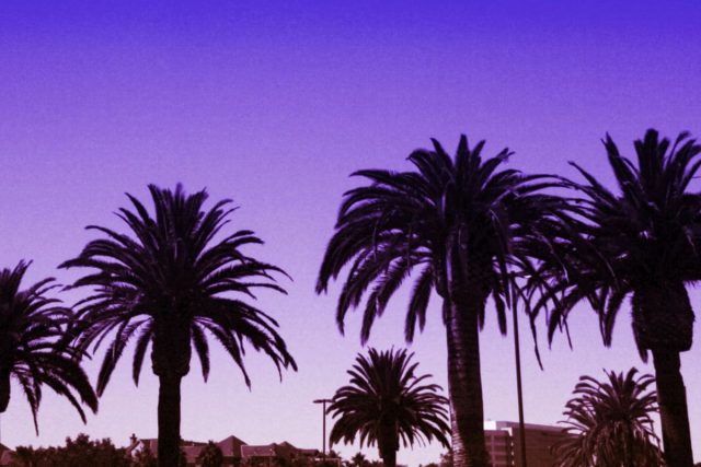9 Sand Palm Types Of Palm Trees In California