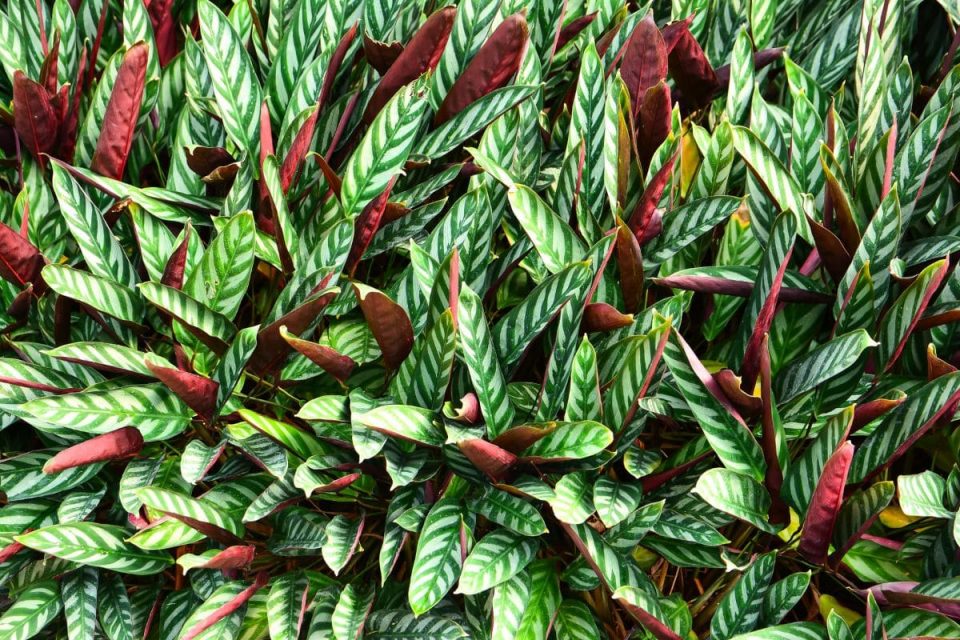 Tips For Growing Jungle Velvet Calathea - Plantisima