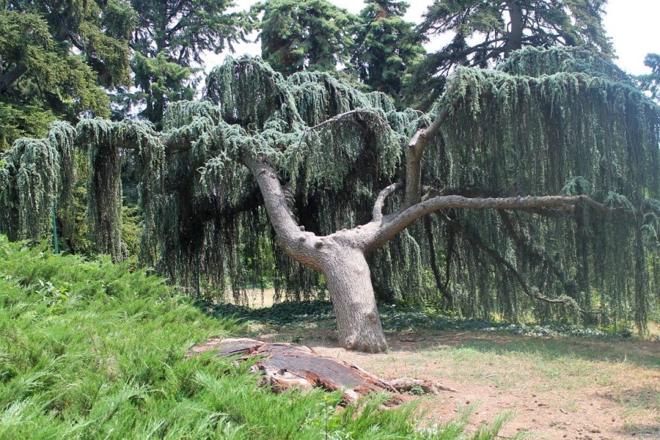 Transform Your Garden with the Stunning Weeping Blue Spruce - Here’s ...