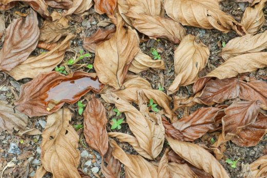 Learn All On How Long Does It Take For Leaves To Decompose - Plantisima