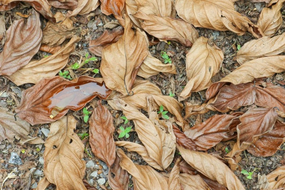 Learn All On How Long Does It Take For Leaves To Decompose - Plantisima