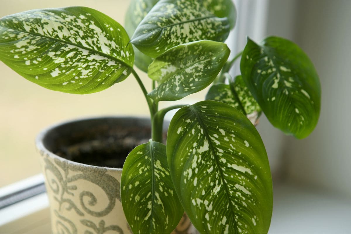 Dieffenbachia Reflector: Tips For Care Of Dumb Cane Plants - Plantisima