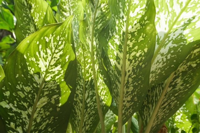 11 Care Tips for Dumb Cane Plants (Dieffenbachia Reflector) - Plantisima