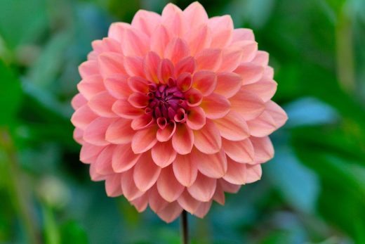 National Flower Of Mexico: Peony Flowered Dahlias - Plantisima