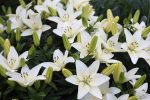 National Flower Of Italy: Oriental White Lily - Plantisima