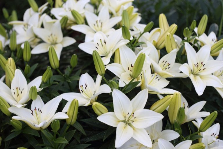 National Flower Of Italy: Oriental White Lily - Plantisima
