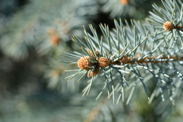 Transform Your Garden with the Stunning Weeping Blue Spruce - Here’s ...