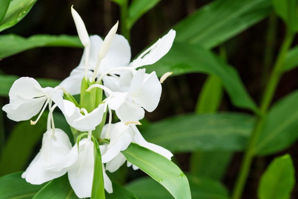 National Flower Of Cuba - Beautiful Butterfly Jasmine - Plantisima