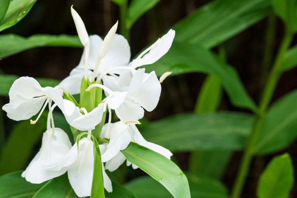 National Flower Of Cuba - Beautiful Butterfly Jasmine - Plantisima