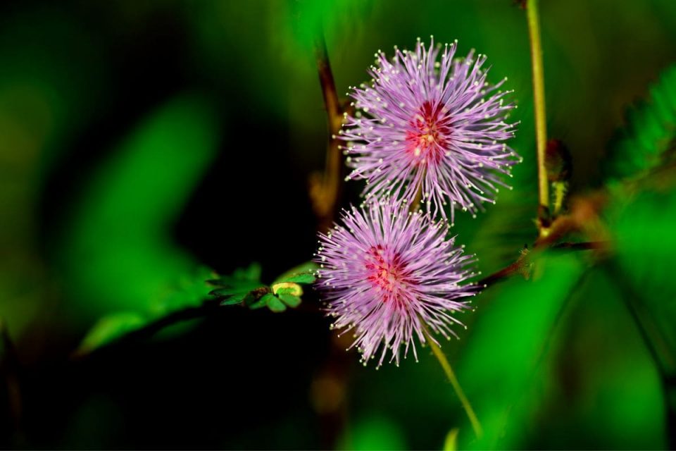Tickle Me Plant: Care Guide For Mauve Flower Puffs - Plantisima