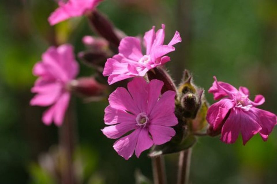 The Amazing Story Behind The National Flower Of Dominican Republic ...