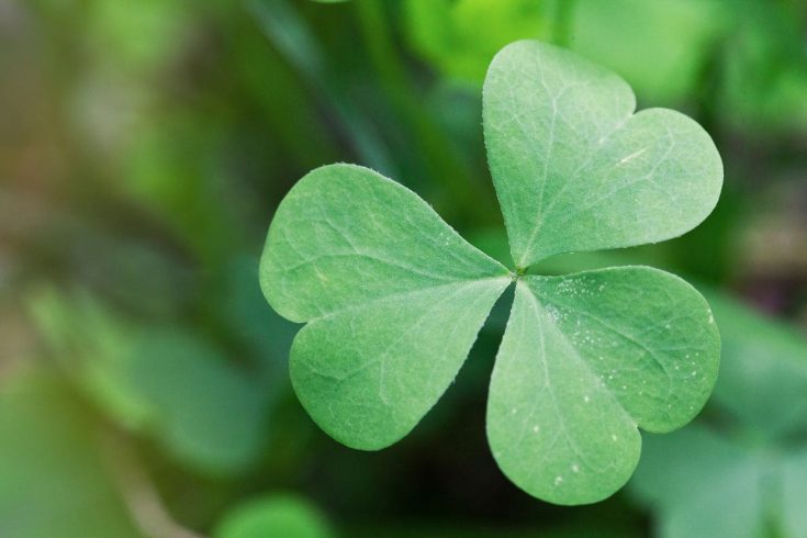 National Flower Of Ireland: Good Luck Charm Shamrock Plant - Plantisima