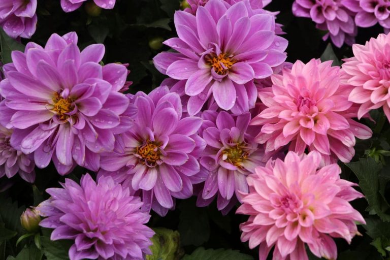 National Flower Of Mexico: Peony Flowered Dahlias - Plantisima